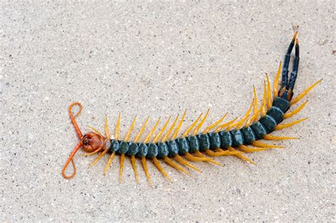 Nocturnal And Nightmarish Giant Red Headed Centipede Is Native To Texas 101 Highland Lakes