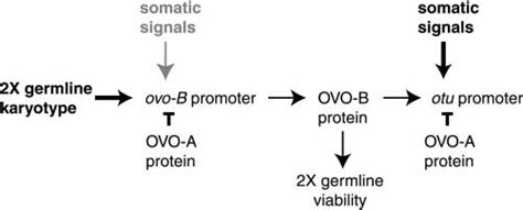 Model Of Ovo And Otu Regulation By Primary Karyotypic And Somatic Sex