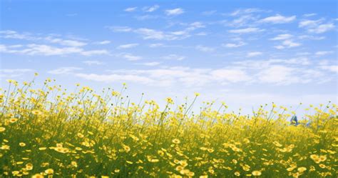 봄의 아름다운 꽃밭 가을 벚꽃 코스모스 밭 가을 풍경 가을 이미지 소재 고화질 사진 사진 꽃 배경 일러스트 및 사진 무료 다운로드 Pngtree