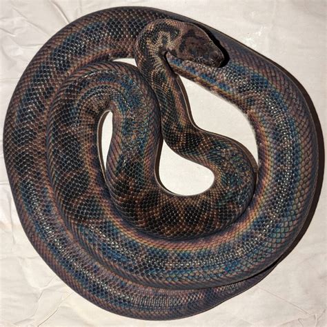 Proven Breeder Male100 Het Albino Spotted Pythons Au Reptile Classifieds