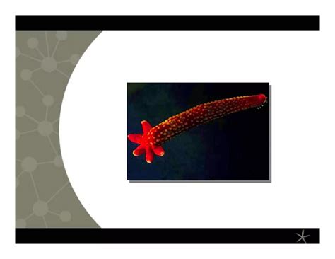 The Starfish And The Spider Ppt