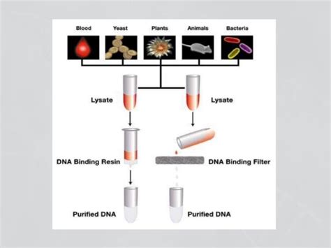 Dna Isolation