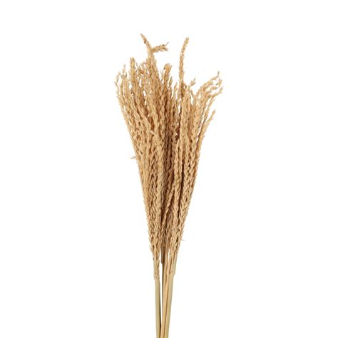 Corn Grass Plumepas Products