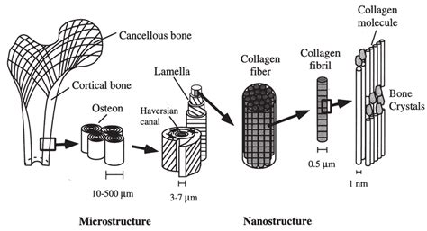 Structures Of Bone Matrix 9 Download Scientific Diagram