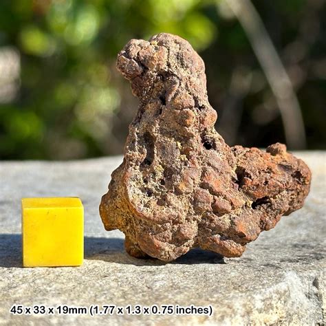 Turtle Coprolite Fossil Eocene Fossilised Dung Madagascar Genuine Trace Fossil Poo With Turtle Coprolite Fossil Eocene Fossilised Dung Madagascar Genuine Trace Fossil Poo With
