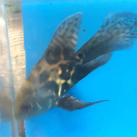 Longfin Red Tiger Oscar For Sale Exotic Fish Shop 774 400 4598