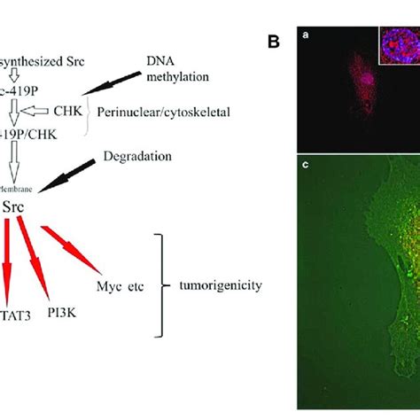 Chk In Colon Cells A Regulation And Function Of Chk In Colon Cancer Download Scientific
