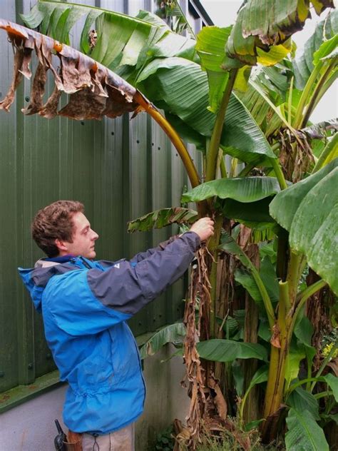 How To Care For Banana Trees Burncoose Nurseries Banana Tree