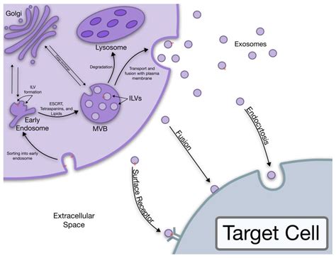 Cancer Exosomes An Overview And The Applications Of Flow