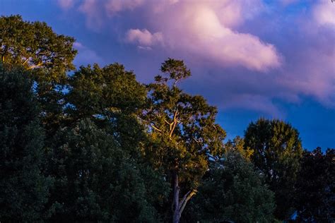 Somerset House Images Tree Spotlight