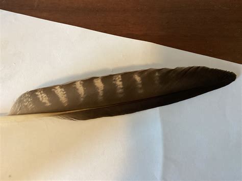 Peregrine Falcon Feather By Styracoart On Deviantart