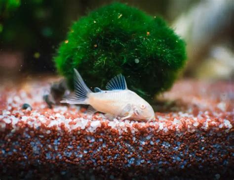 Will Different Types Of Cory Catfish Babe Together Explained EFishkeeping