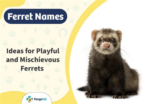 100 Ferret Names Ideas For Playful And Mischievous Ferrets The Vet Desk