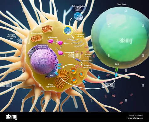 Illustration Of The Self Amplifying Mrna Messenger Ribonucleic Acid