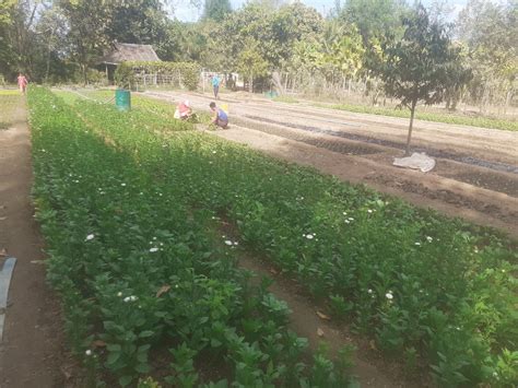 ကျိုက်ဒုံမြို့၊ဝင်းလုံကျေးရွာ၌ တစ်ပိုင်တစ်နိုင် ဟင်းသီးဟင်းရွက်များနှင့