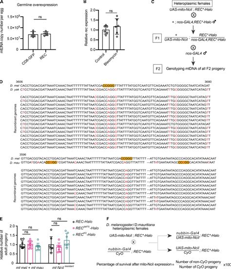 Rec Is Not Essential For Mtdna Replication But Is Required For Download Scientific Diagram