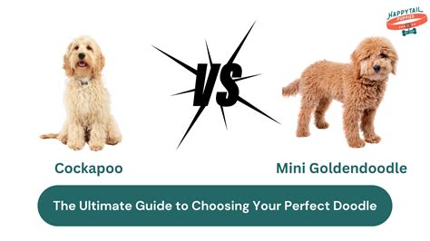Kleine Goldendoodle Goldendoodle Breed Information And Characteristics