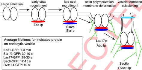 Highly Simplified Model Of Sce Endocytic Vesicle Formation Cargo