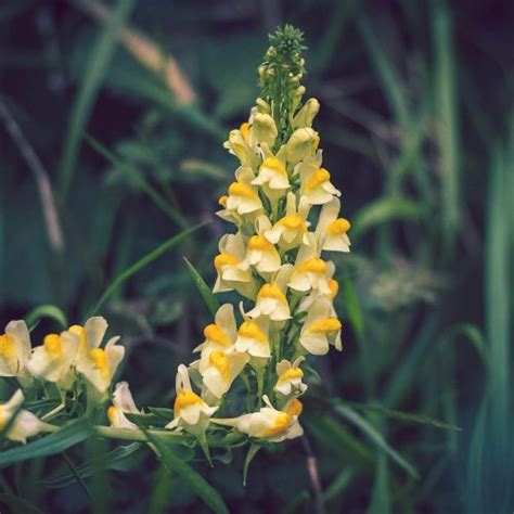 Common Toadflax Search And Buy Native Plants
