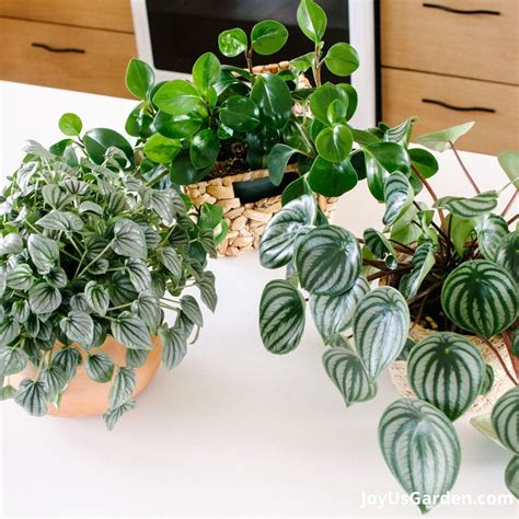 How To Care For A Peperomia Plant So It Lasts As Long As Possible Bcokv