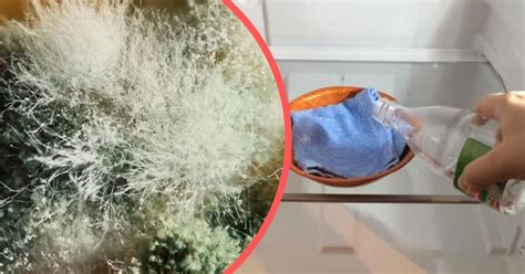 ობი მაცივარში რატომ არის საშიში და როგორ მოვიშოროთ რჩევები ვივიენისგან