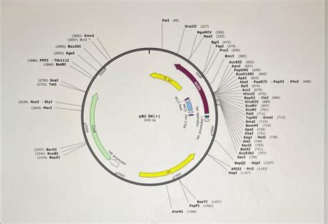 Solved 1 Based On The Plasmid Map At The End Of This Solved 1 Based On The Plasmid Map At The End Of This