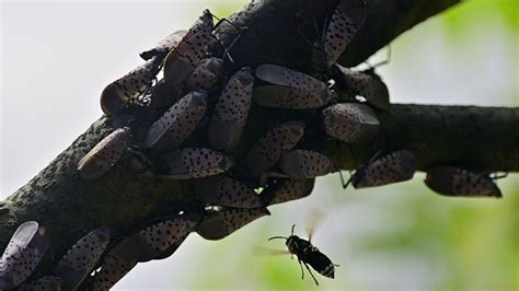 Spotted Lanternfly Explained Why This Invasive Pest Is Wreaking Havoc