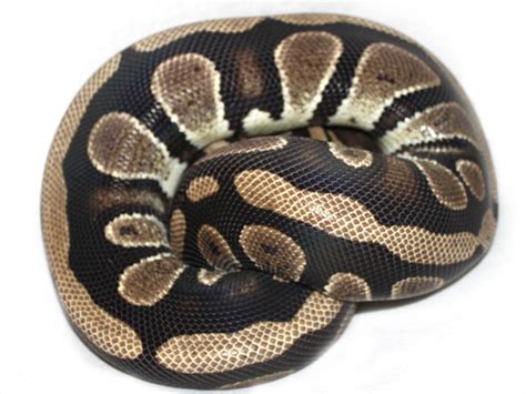 Morph List World Of Ball Pythons