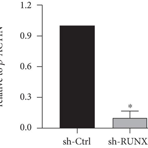 RUNX2 Overexpression In Lung Cancer A RUNX2 MRNA Levels Relative To Download Scientific