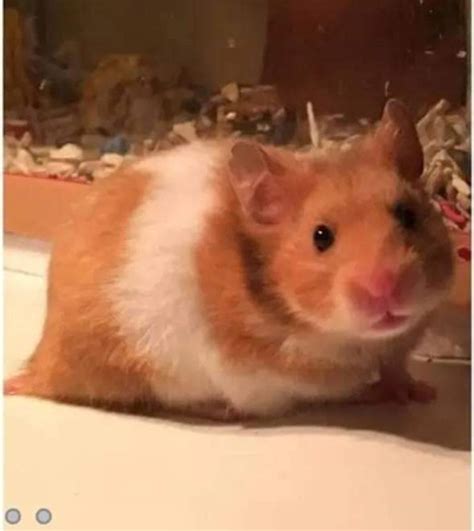 Hamsterx Store แวะมาบอกว่าฝันดีค้าบ~ ขนมเลียคิ้วท์ จากมารุคัง เด็กๆ