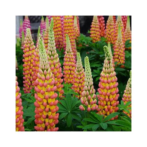 Lupinus West Country Lupin Gladiator