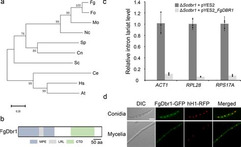 Characterization Of The Intron Lariat Debranching Enzyme Fgdbr1 A