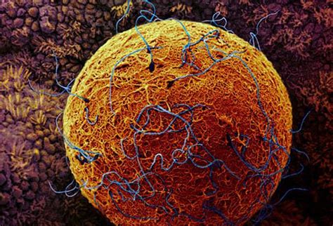 Human Egg Cell And Sperm