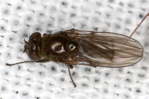 Paracoenia Fumosa Wodarka Wąsatka Insektarium