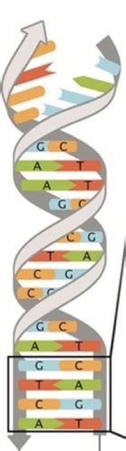 Bio 111 Ch 14 DNA Structure And Function Flashcards Quizlet