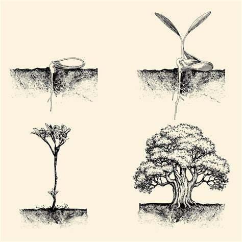 Seed Growth Plant Tree Ink Style Illustration Premium Vector
