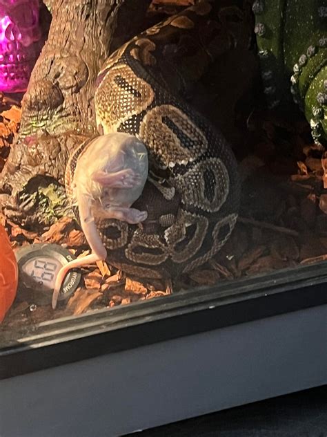 Pikachu Squeezing Her Rat And Her Head Lol R Sneks