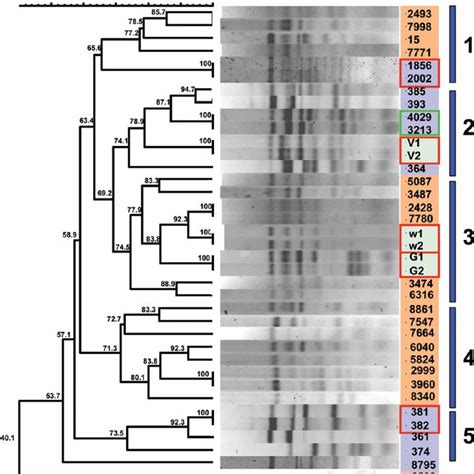 Similarity Analysis Of RFLP Patterns Download Scientific Diagram