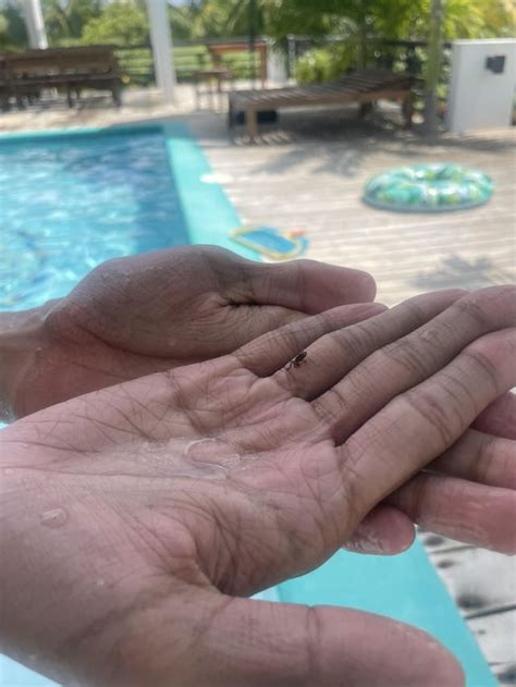 Mini Scule Frog Found In Jamaica Rherpetology