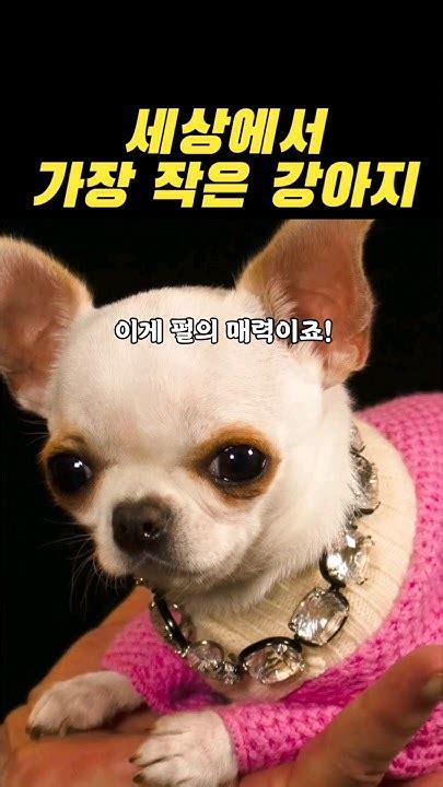 세상에서 제일 작은 강아지 기네스북 귀여워 Youtube