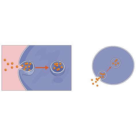 Endocytosis Vector