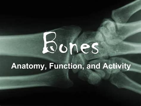 Ppt Bones Powerpoint Presentation Free Download Id 2773049