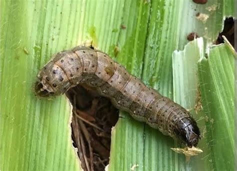 Thank You Agritech Analytics Limited For The Highlight And Yes Early