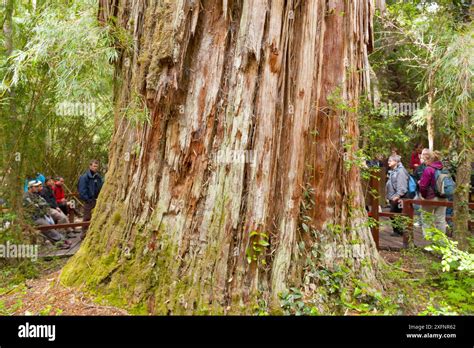 Base Trunk Of Alerce Tree Fitzroya Cupressoides Los Alerces National Park Unesco World