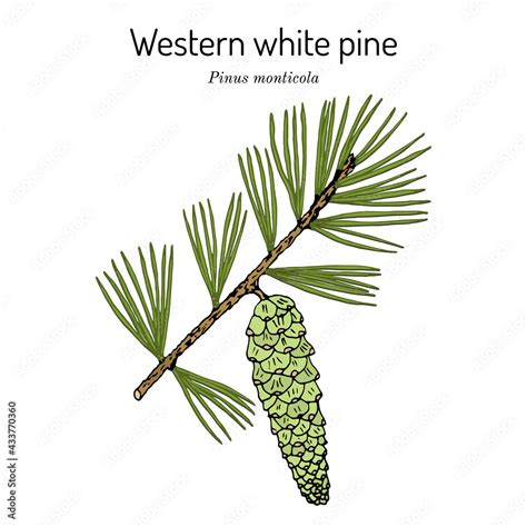 Pinus Cone Diagram