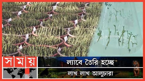 টিস্যু কালচারে বদলেছে আলু উৎপাদনের চিত্র Potato Cultivation Potato Seed Tissue Culture
