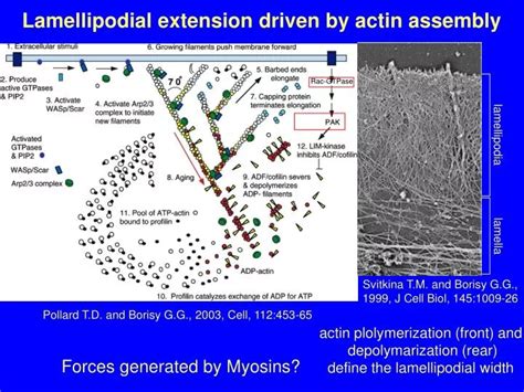 Ppt Lamellipodial Extension Driven By Actin Assembly Powerpoint