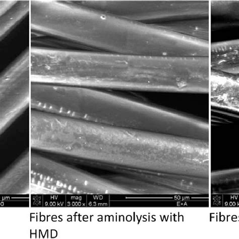 Scanning Of Electron Micrographs Sem Of Fibers Before And After The