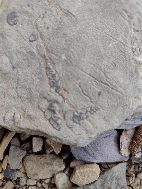 Shells From Southern Colorado Fossil ID The Fossil Forum