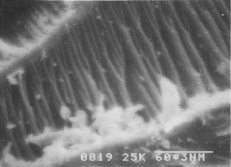 Sem Micrographs For The Fracture Surfaces Of A Unmodified Epoxy B